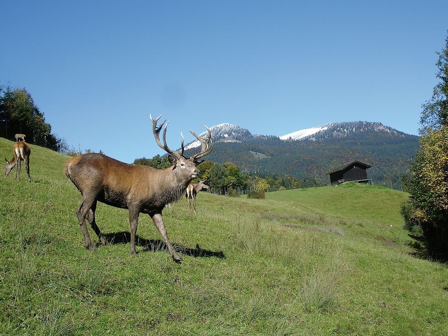 Ausflüge Kaiserwinkl • Tirol • Österreich
